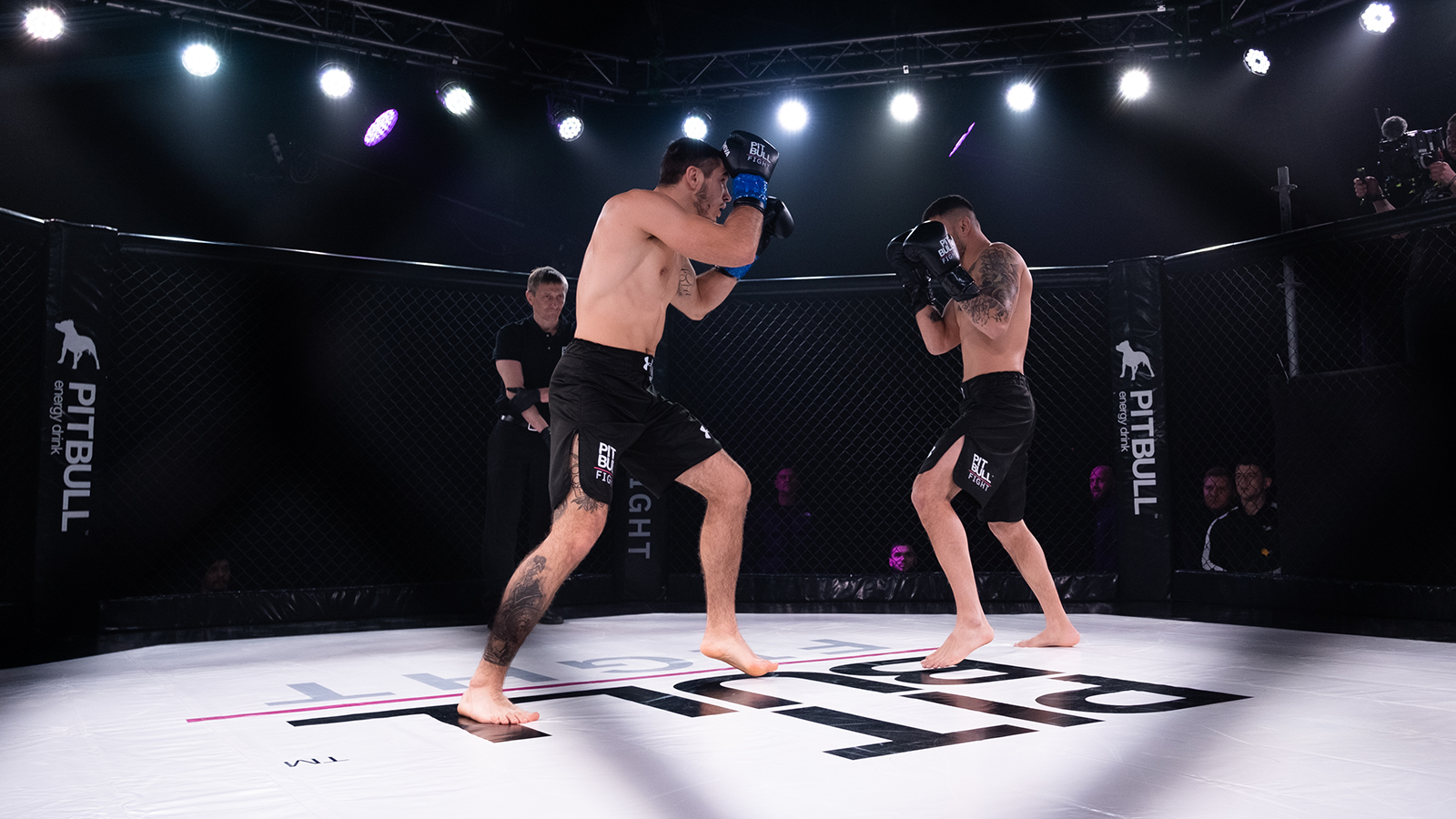 A spectacular return of Pit Bull Fight: a new season with the ...